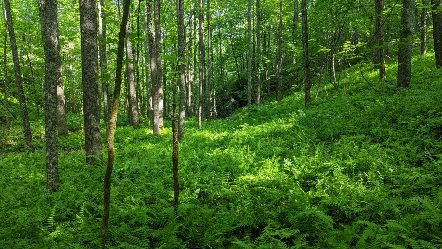 Forest stewardship funding (FOREST fund) – EcoForesters
