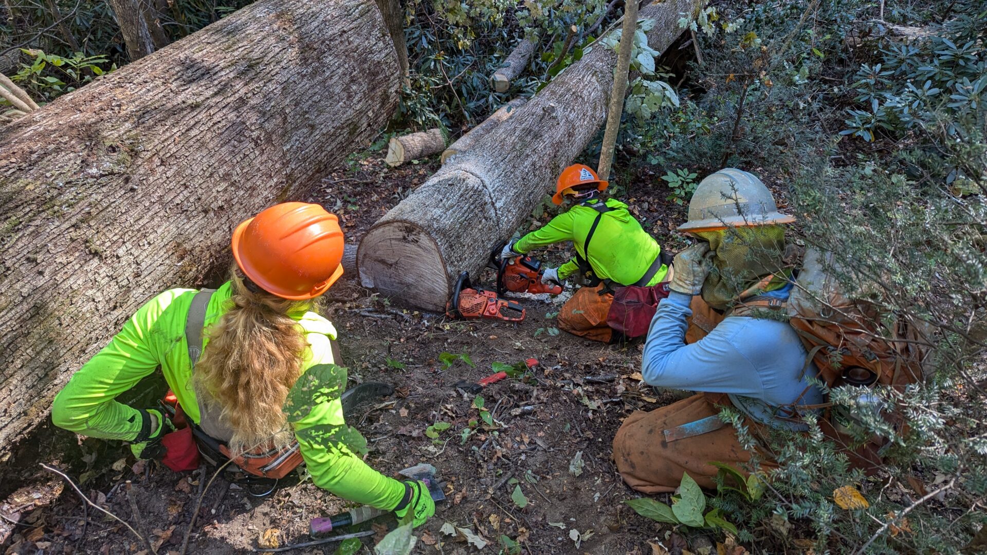 Hurricane Helene Relief Efforts – EcoForesters