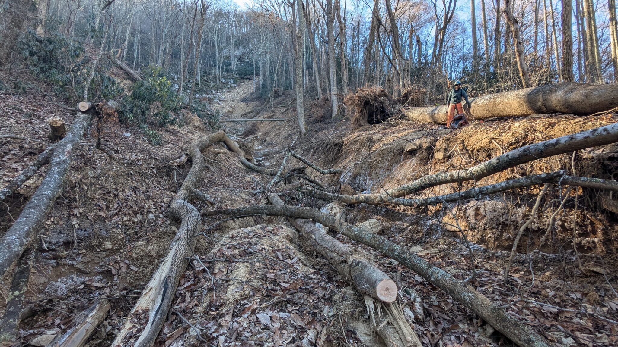 Hurricane Helene – EcoForesters